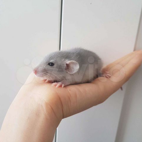 Голубые дамбо крысята