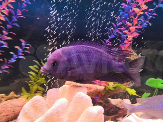 Рыба Дельфин