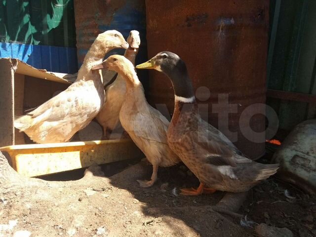 Саксонская утка