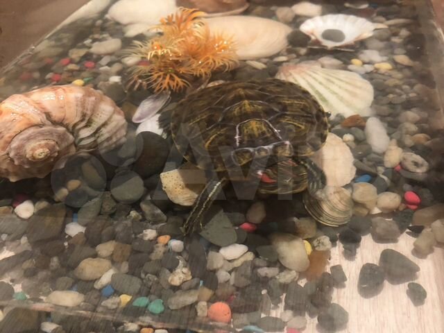 Красноухая черепаха с аквариумом