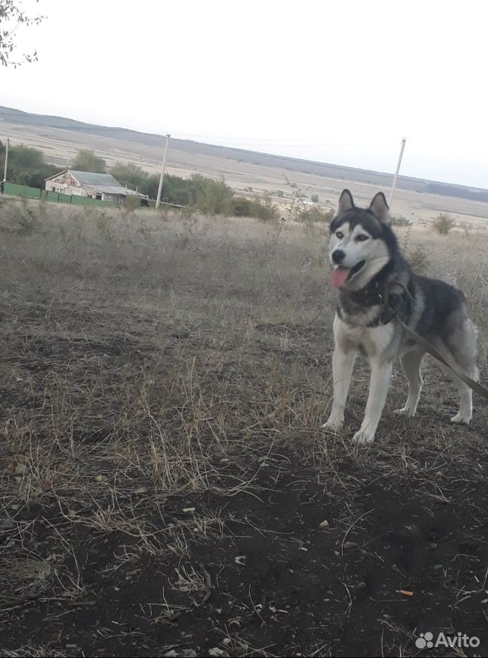 Сибирский хаски