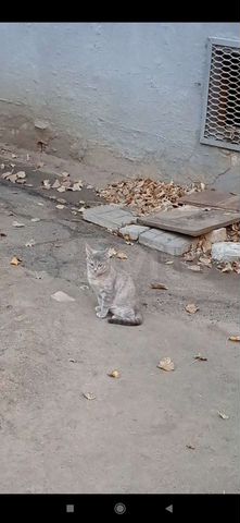 Поиск дома котёнку
