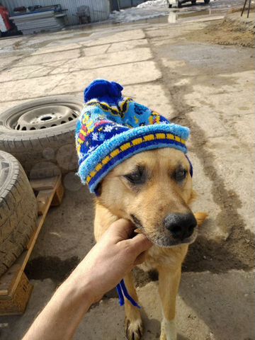 Собака в добрые руки
