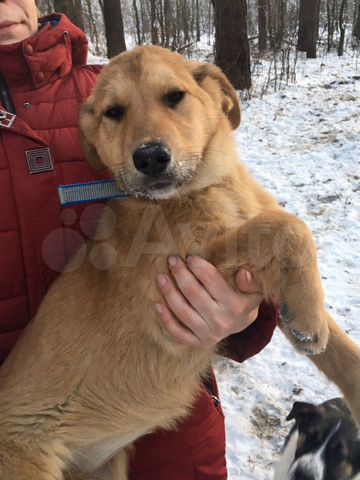 Рыжее счастье в дом Щенок 5 мес