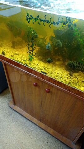 Отдам рыбок бесплатно