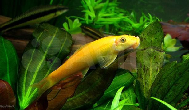 Сом гиринохейлус золотой лисичка