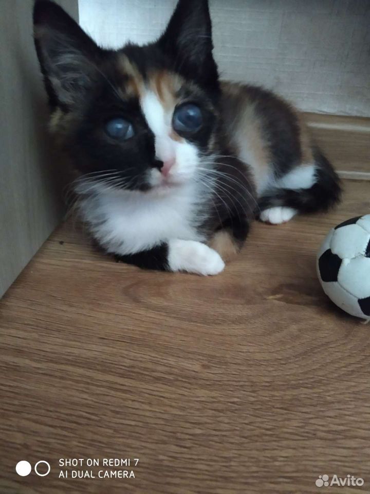 Котенок в добрые руки