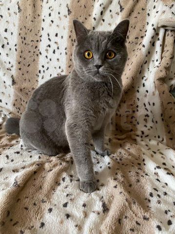 Британская