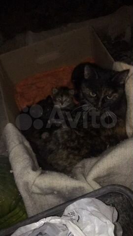 Котята подвальные