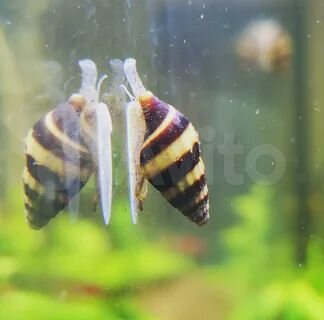 Улитка улиткоед хелена