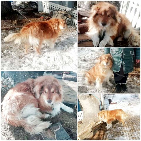 Отдам молодую собачку