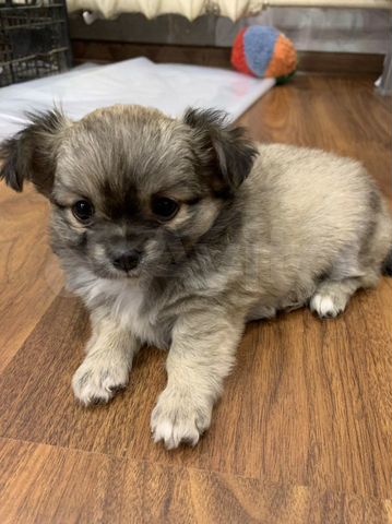 Щенок чихуаха (девочка)