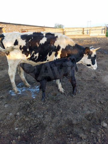 Продаю коровы с телятами