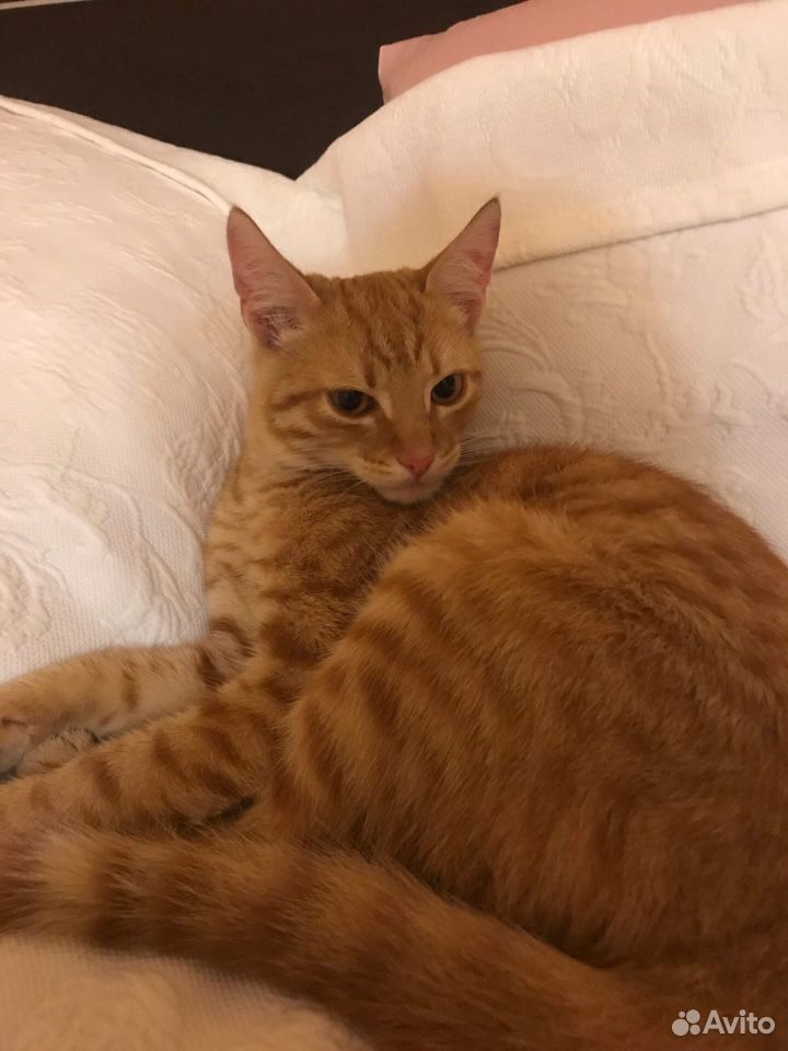 Котёнок