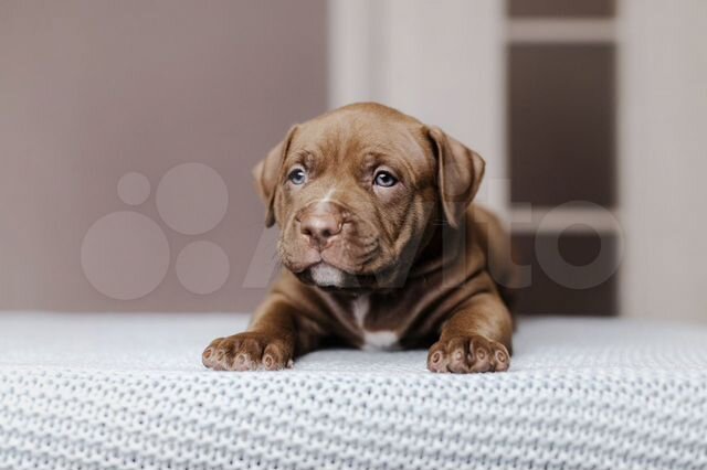 Высокопородные щенки питбультерьера