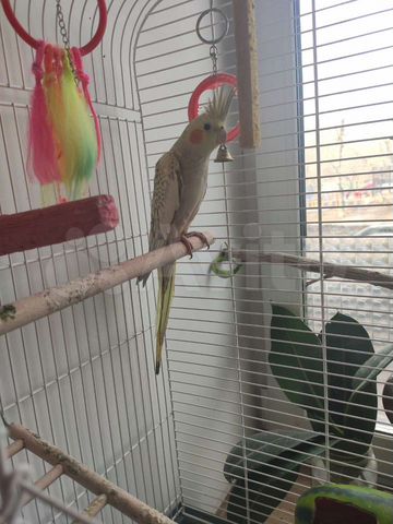 Попугай корелла с клеткой