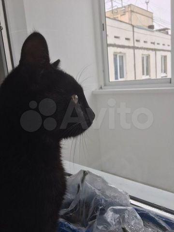 Котик