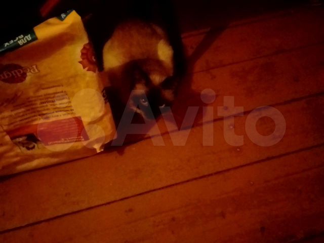 Молодой сиамский кот приглашает сиамских кошечек н