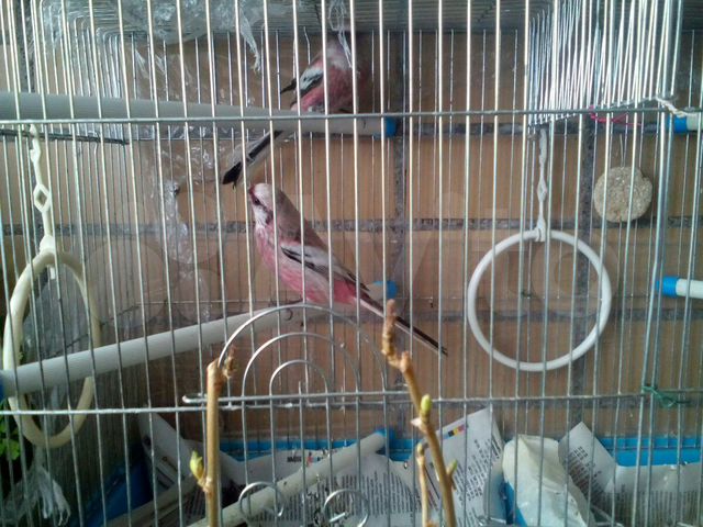 Урагус сибирский