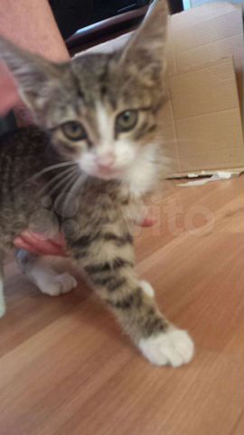 Котик подросток (7-8 мес) ищет дом