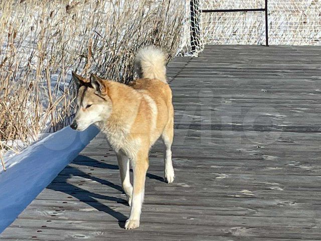 Щенки западно-сибирской лайки