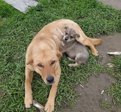 Щенки для охраны, девочки и мальчик, будут с лайку