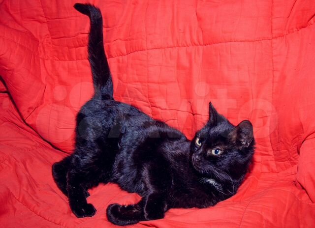 Чёрная Луна - роскошная ласкуша в добрые руки