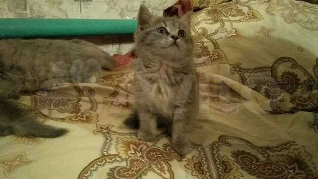 Карельские бобтейлы и британцы