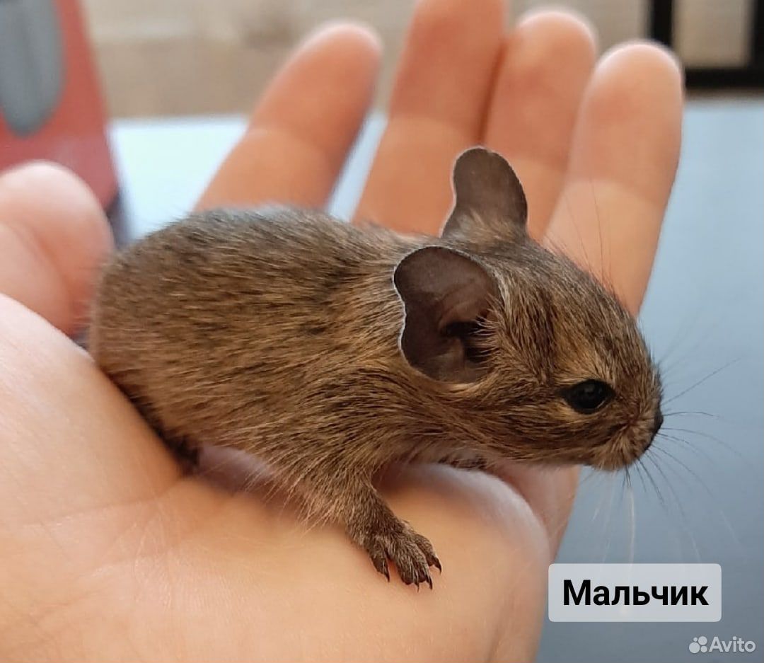 Малыши Дегу