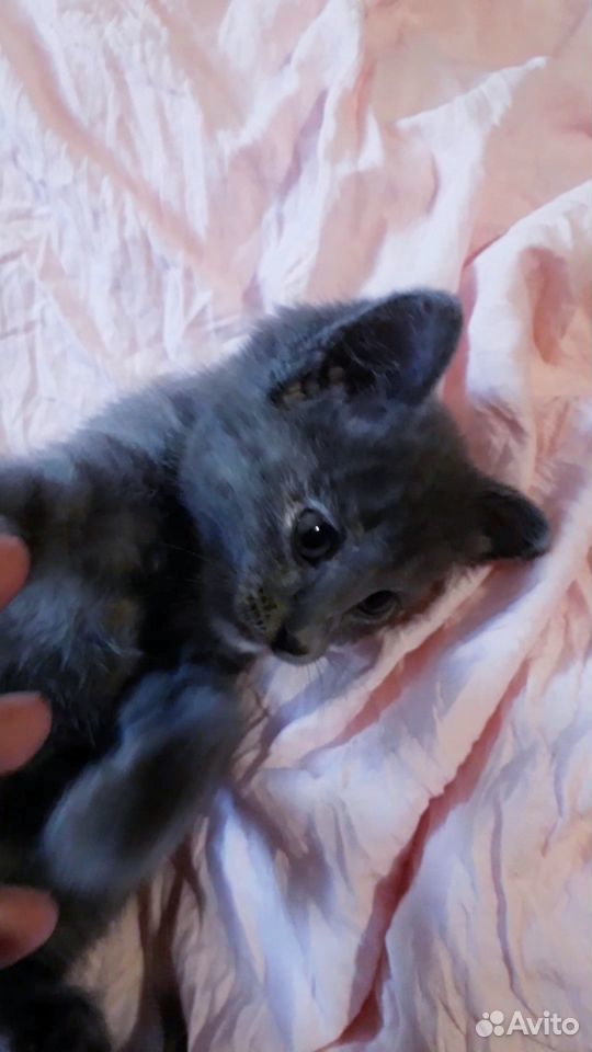 Британский котёнок