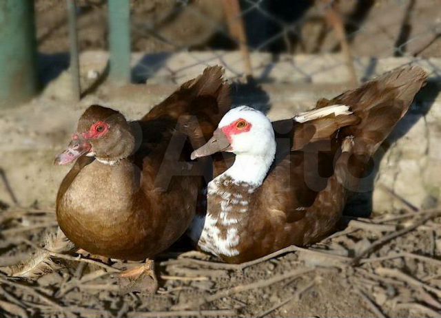 Коричневые индоутки