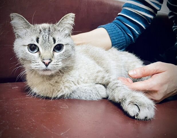 Молодая кошка Анфиса, красавица в добрые руки