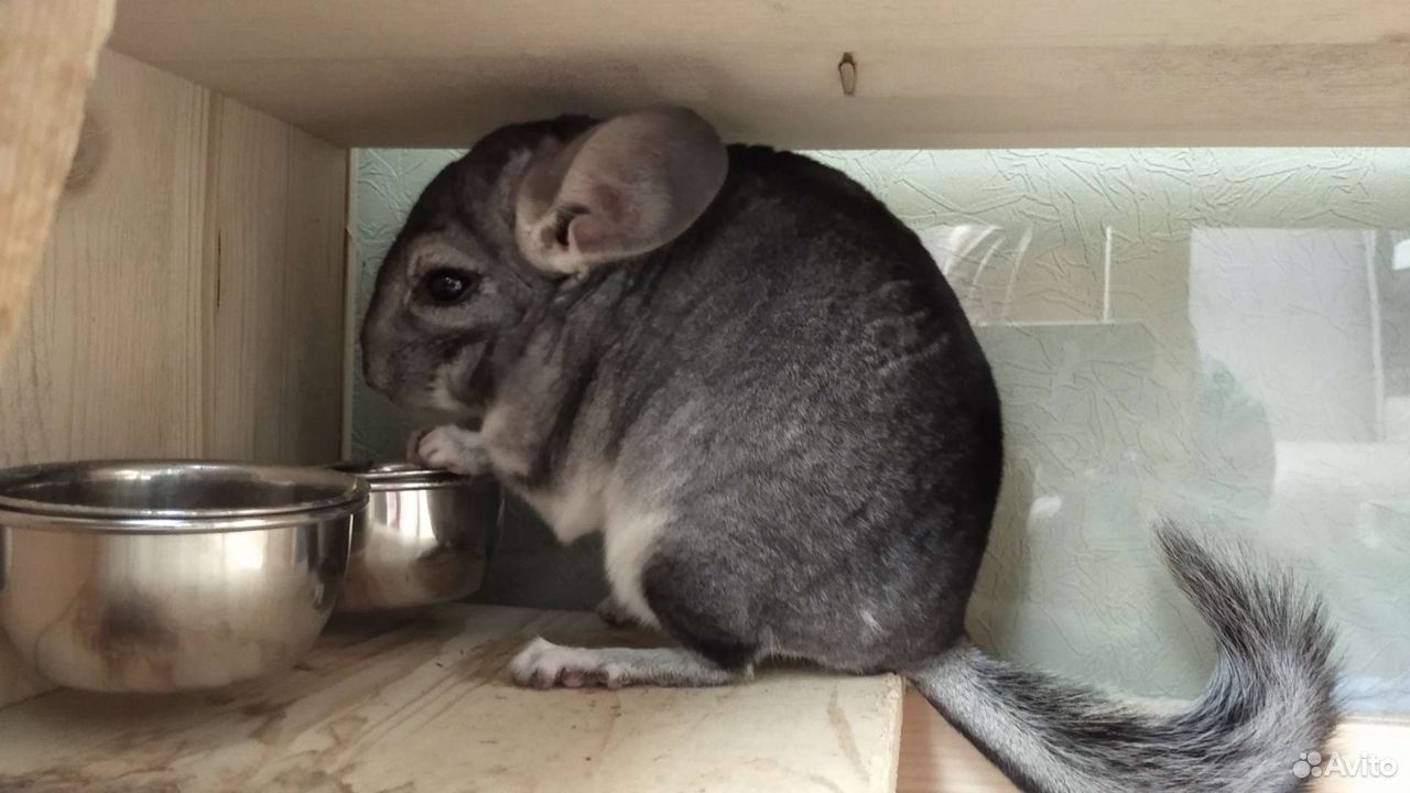 Шиншилла с витриной