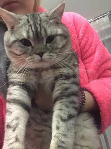 Коля шотландский кот на вязку )
