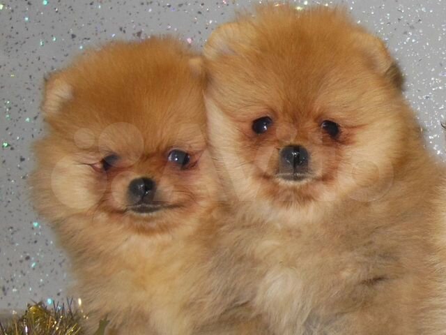 Очаровательные мини-мишки