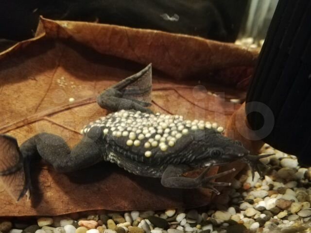 Лягушка Пипа Карвальо Pipa Carvalhoi