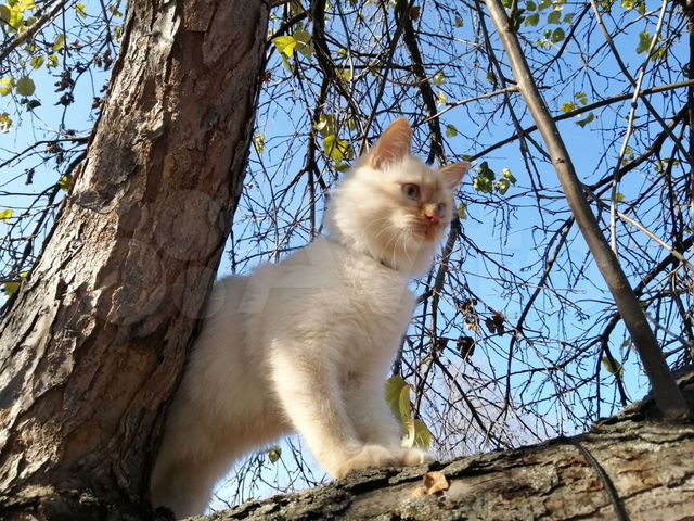 Невско-маскарадная Вязка:)