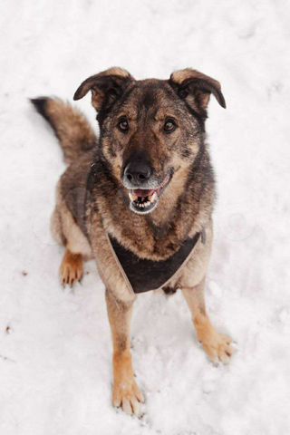 Чудо-собака Китти в добрые руки