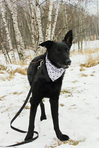 Чудесный молодой пёс из приюта