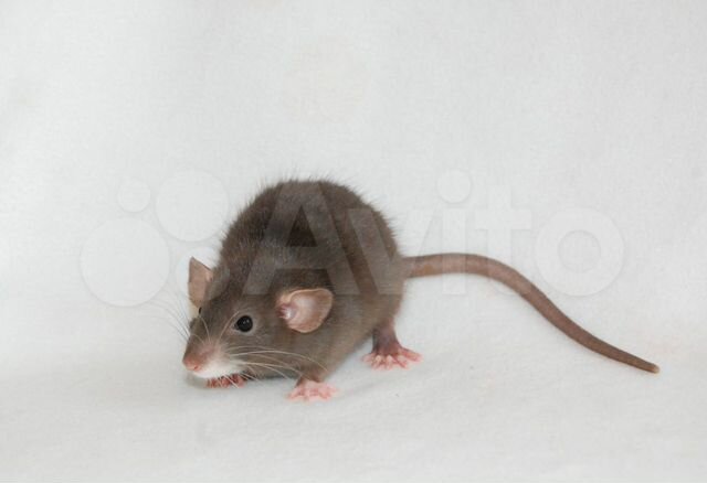 Крысёнок, крыса дамбо