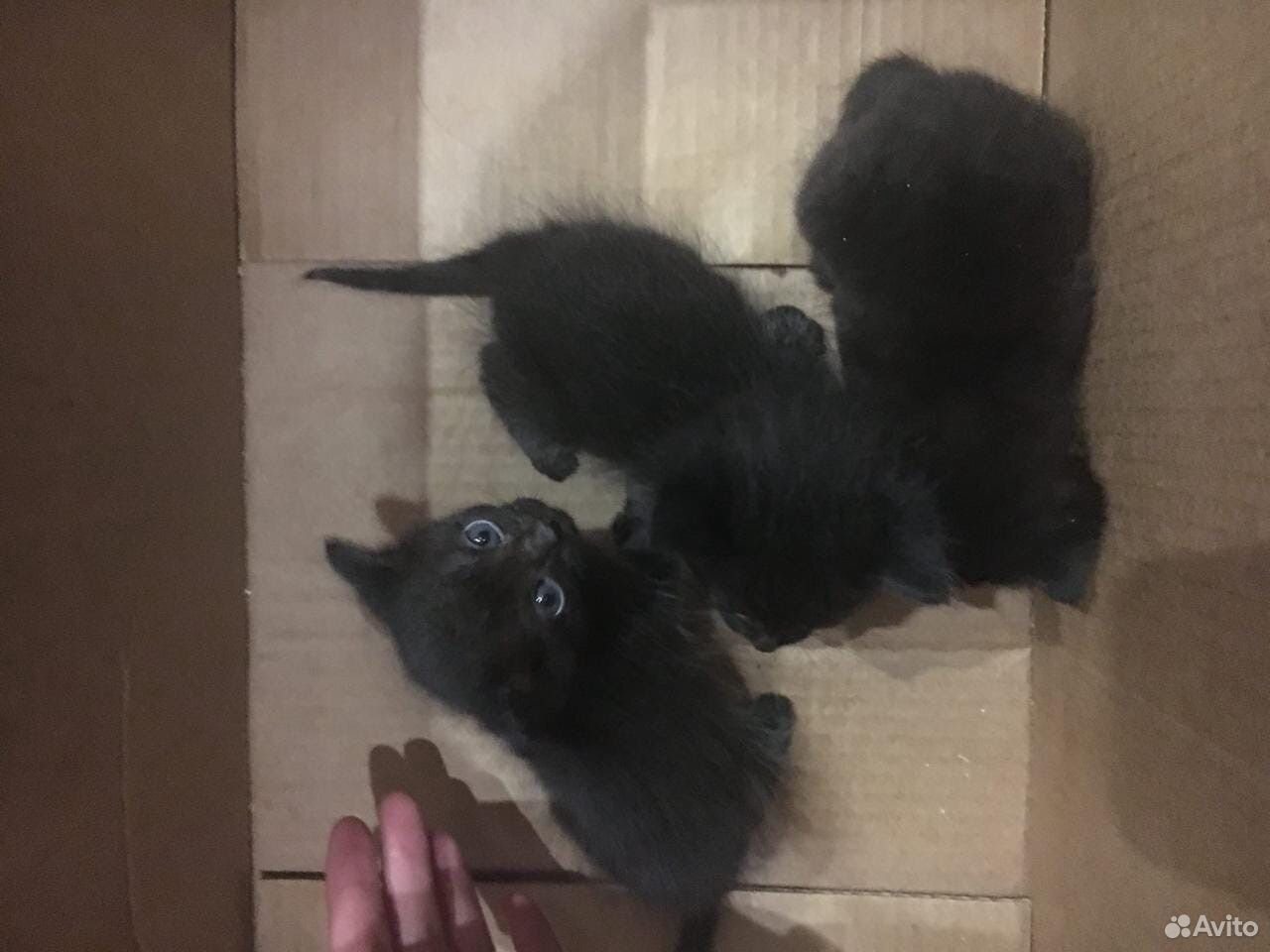 Отдам котяток