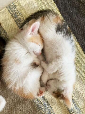 Ищем добрые руки