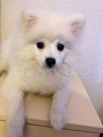 Японский шпиц