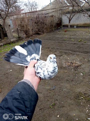 Голуб николаевский