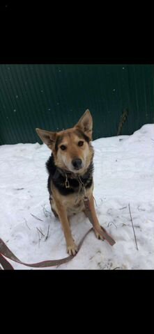 Преданный друг ищет дом