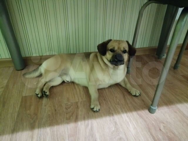 Вязка (ищем невесту)