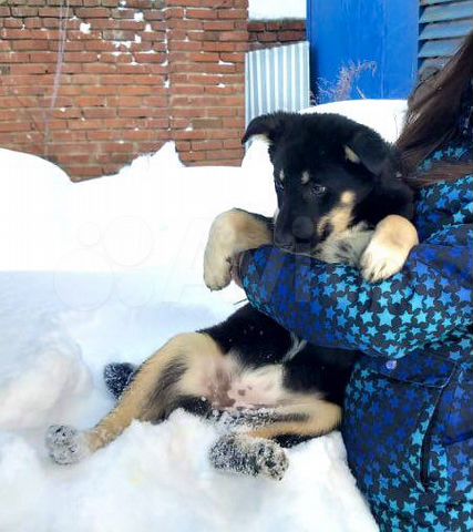 Голубоглазый щенок, девочка. Со стерилизацией в бу