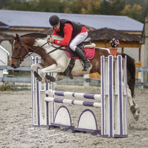 Лошадь. Мерин, помесь