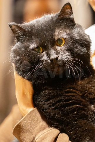 Самый ласковый особенный кот Зулус. Лесной приют