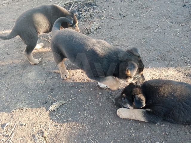 Продам щенят Немецкой Овчарки